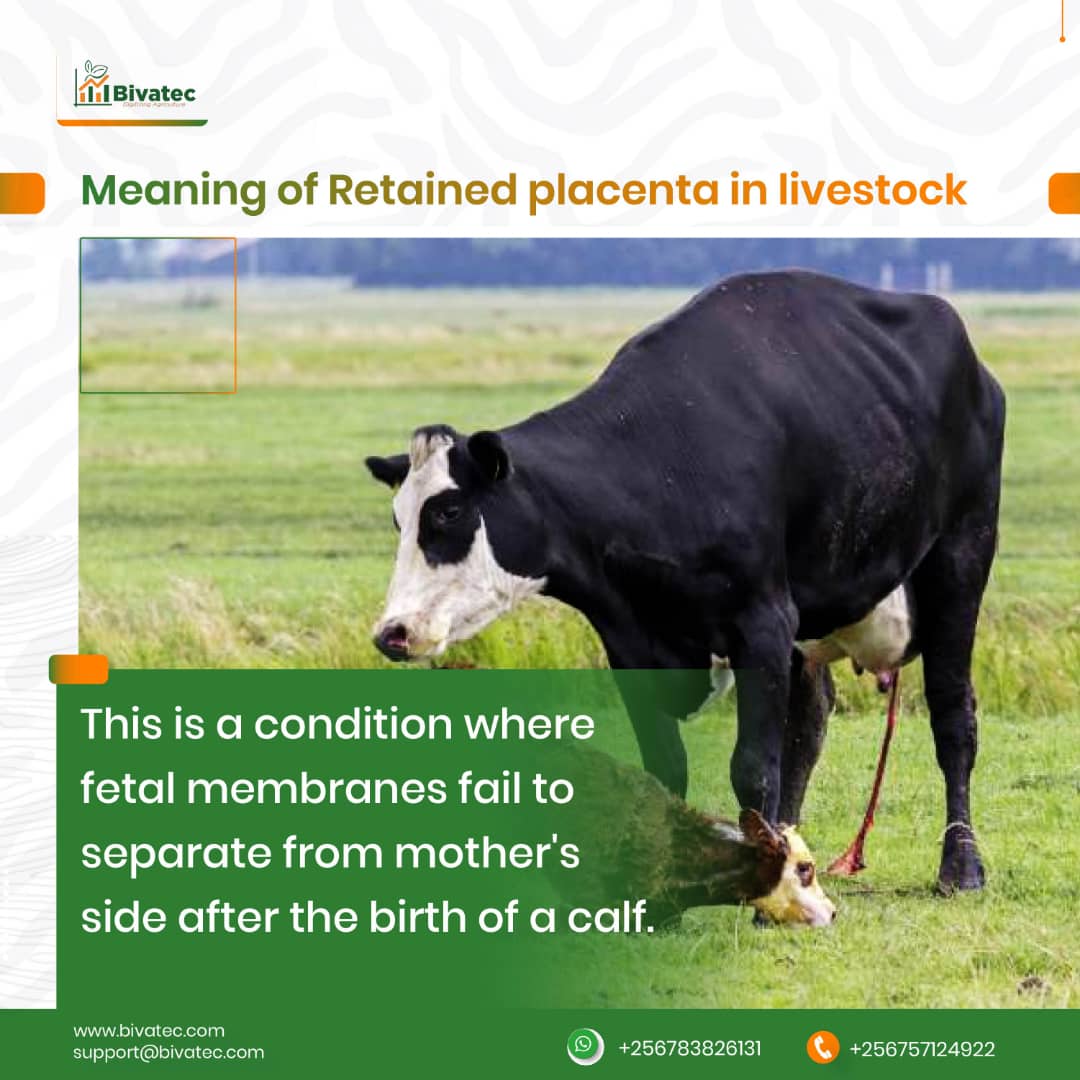 Retained Placenta In Livestock Causes Treatment And Management