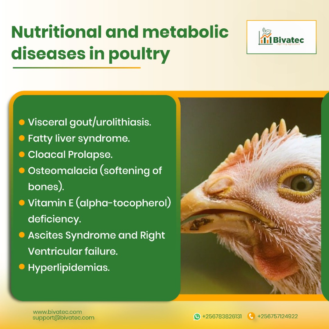 Understanding Nutritional And Metabolic Diseases In Poultry Understanding Nutritional And Metabolic Diseases In Poultry