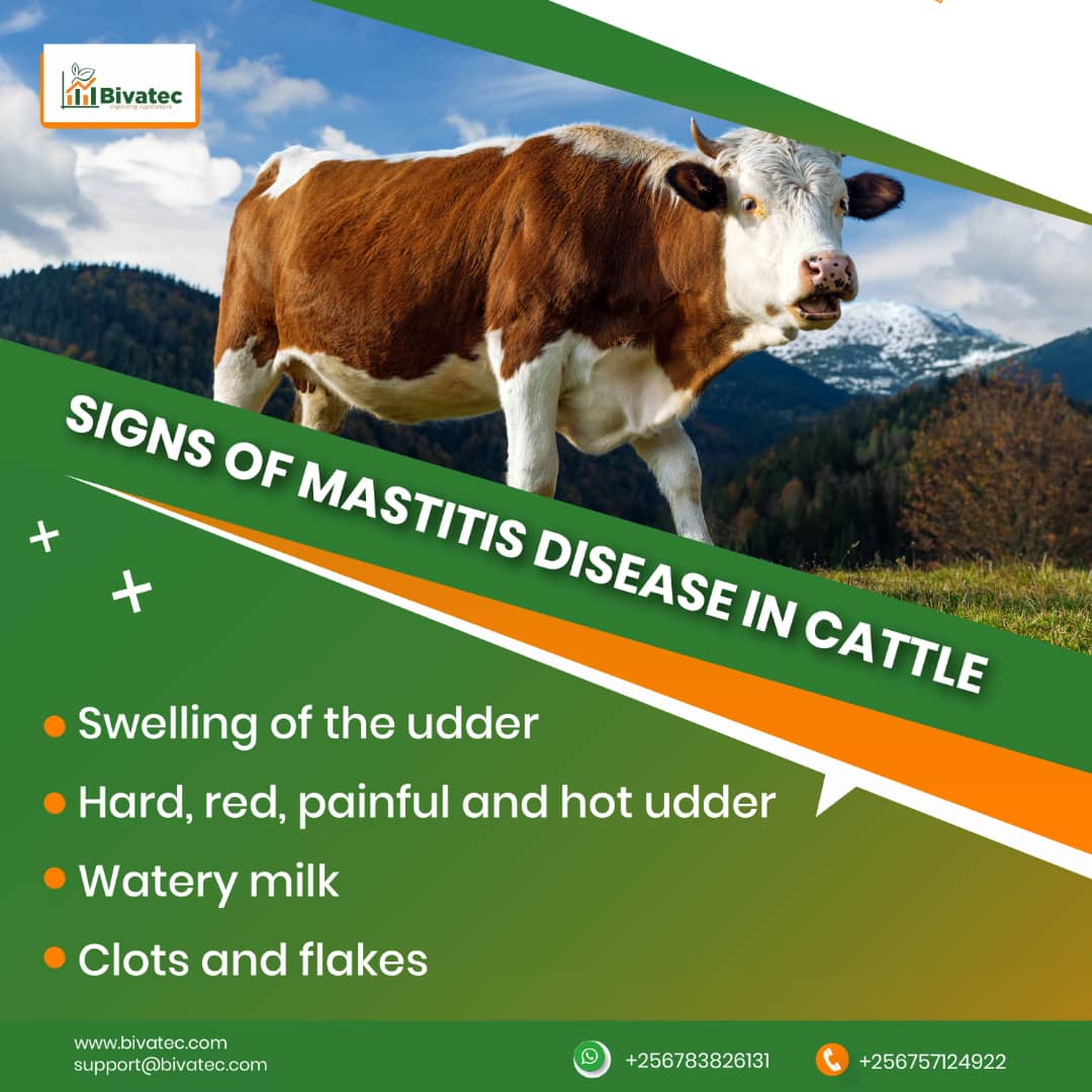 Bovine Mastitis