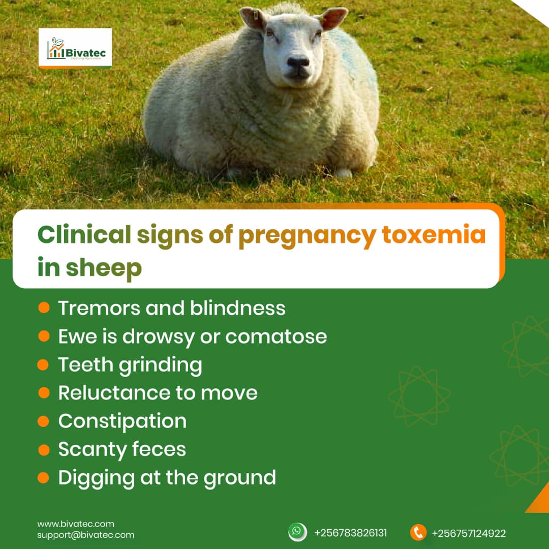 Pregnancy Toxemia in Sheep: Signs, Treatment & Prevention