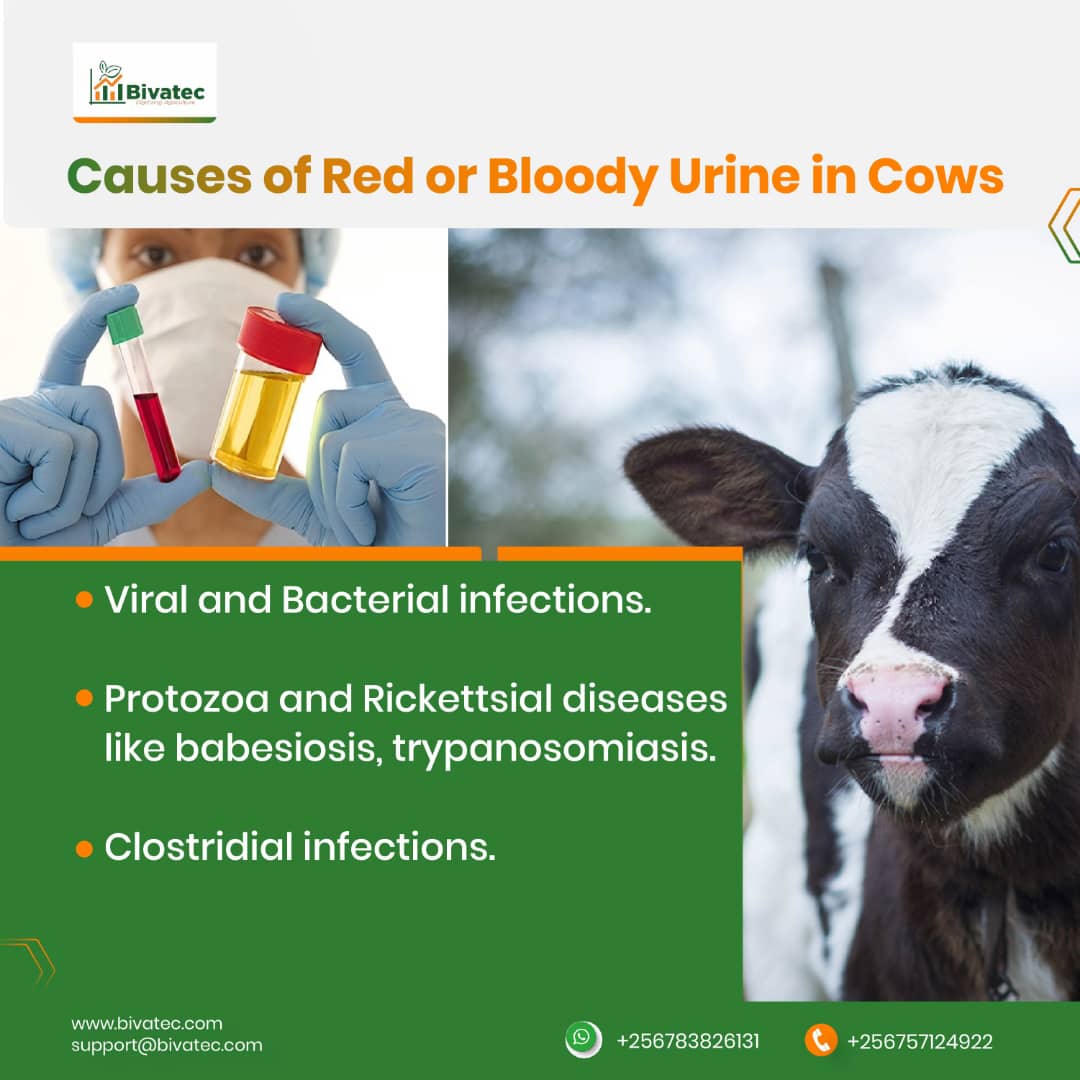 Red and Bloody Urine in Cows: Causes, Symptoms, and Treatment