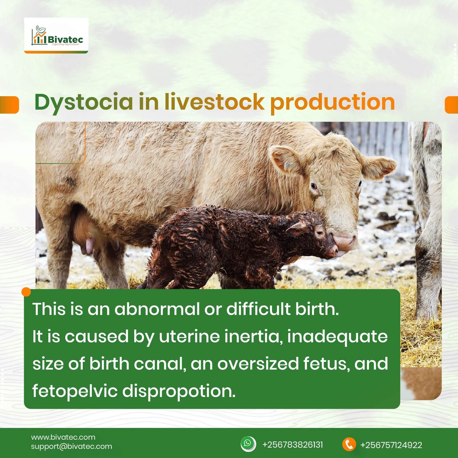 Dystocia in Livestock: Causes, Signs, and Management.