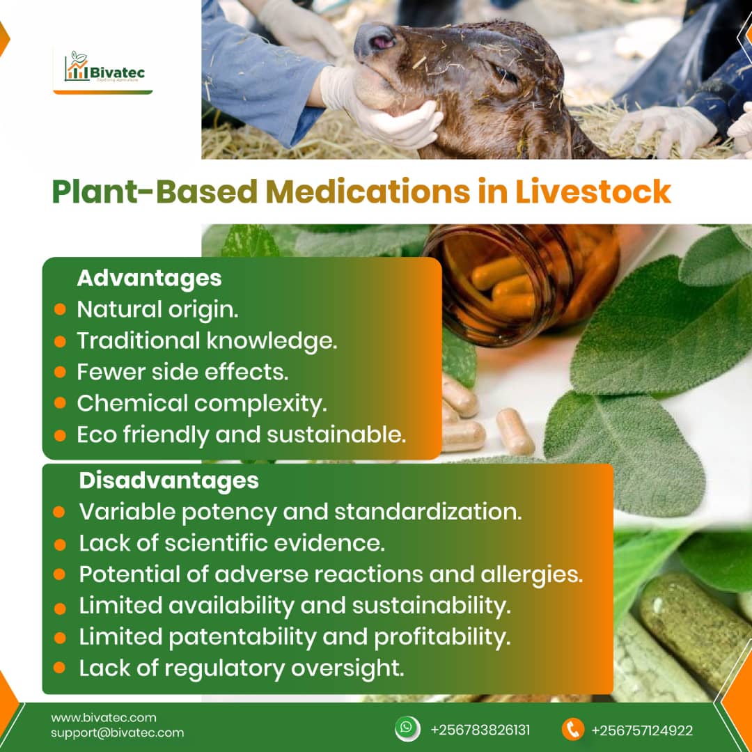 Exploring The Advantages And Disadvantages Of Plant Based Medications exploring-the-advantages-and-disadvantages-of-plant-based-medications