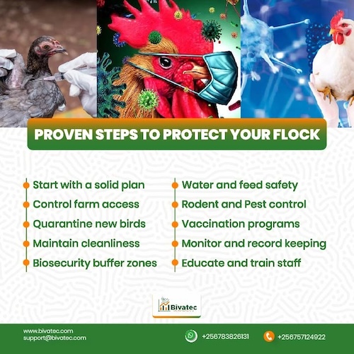 Poultry Biosecurity 101: Proven Steps to Protect Your Flock