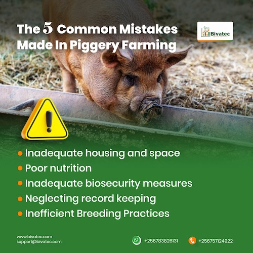 5 Costly Pig Farming Mistakes and How to Prevent Them