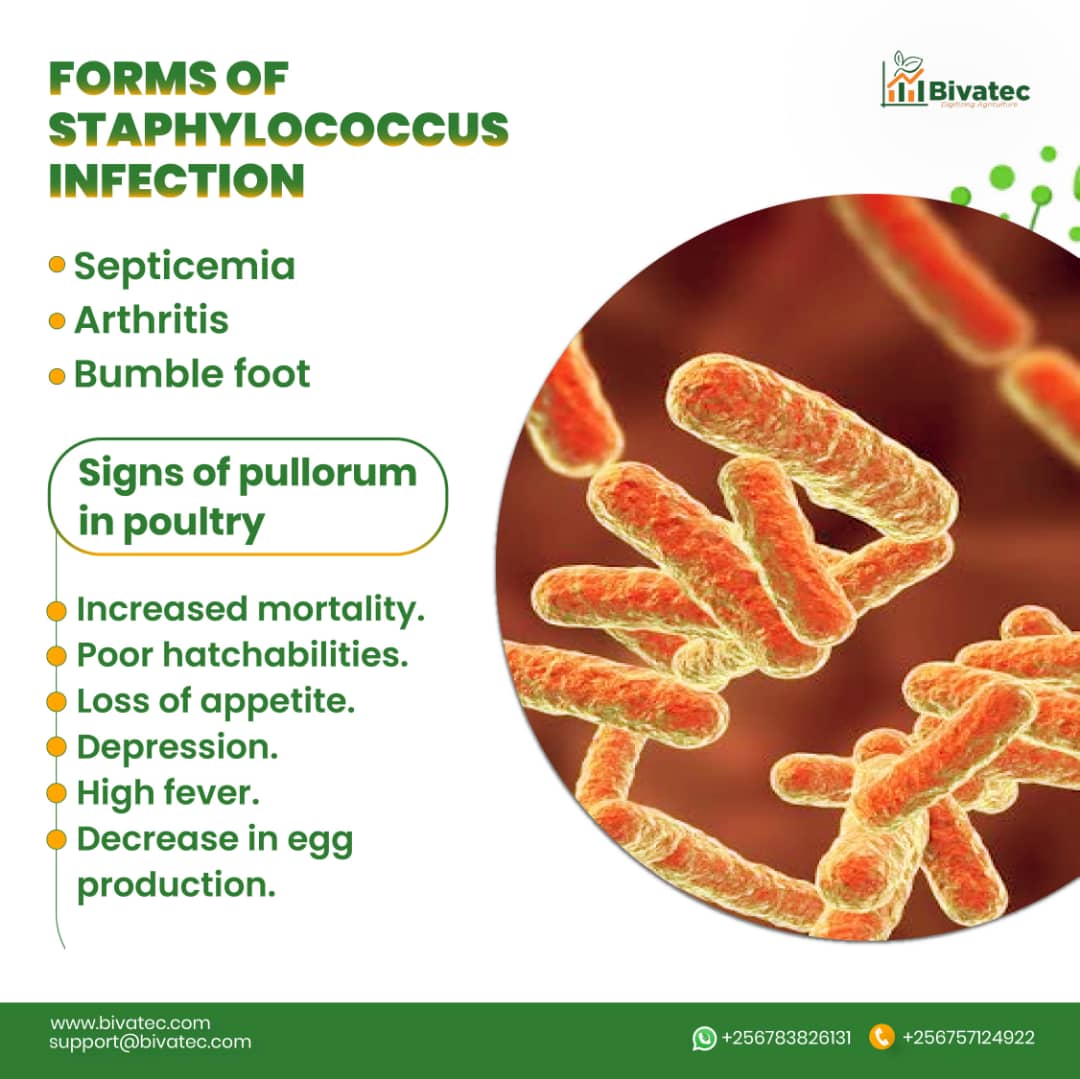 Staphylococcus Infection