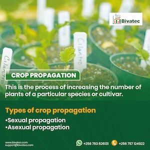 Crop Propagation: Types & Best Practices in Agriculture