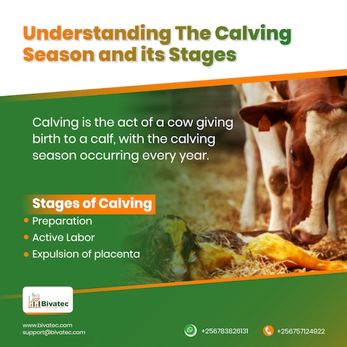 Calving Season: Best Practices for a Successful and Stress-Free Experience