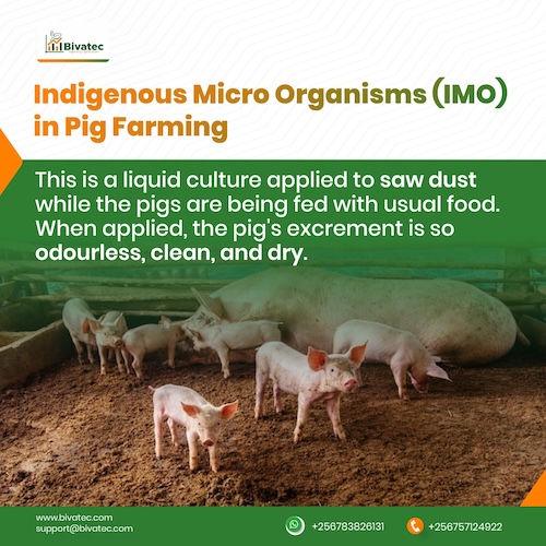 Sustainable Pig Farming with Indigenous Microorganisms