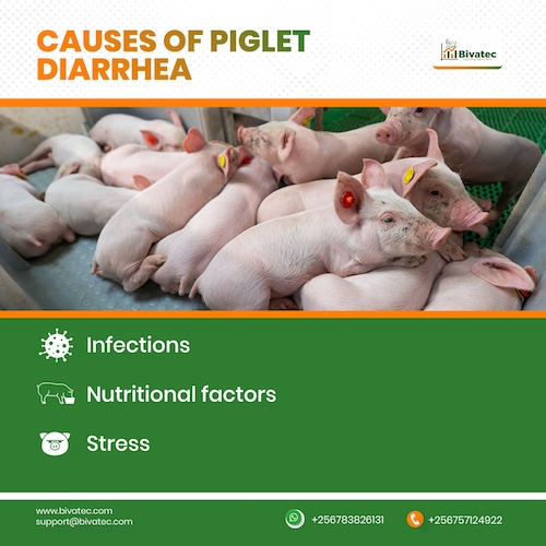 Piglet Diarrhea: Causes, Prevention, and Treatment