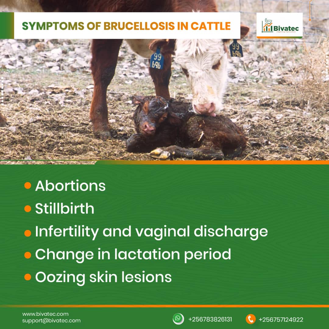 Brucellosis and Bovine Ephemeral Fever Diseases in Cattle